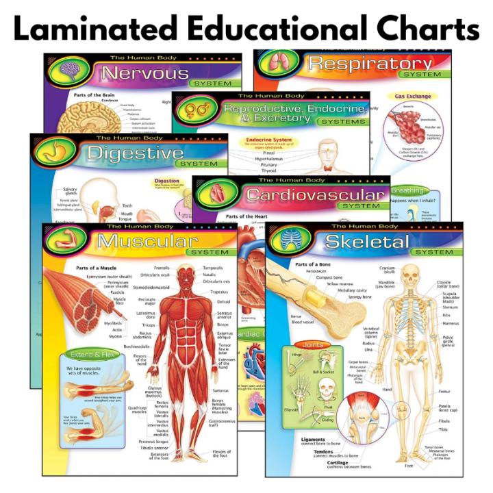 Laminated Colorful Systems of The Human Body Charts for Kids, Learners ...