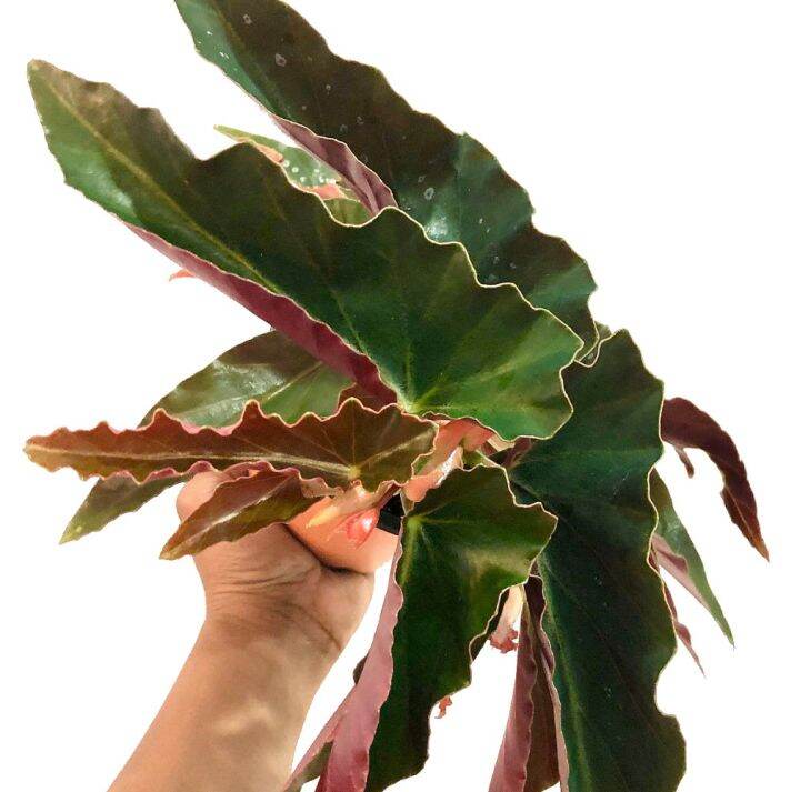 Begonia 'Torch" Angel Wings with FREE plastic pot, pebbles and garden ...