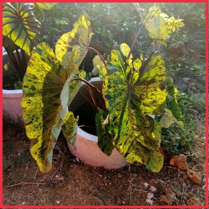 Nadthida Colocasia Mojito ตัดสด ไม่ตัดใบ โคโลคาเซีย โมจิโต้ Nadtida ต้นไม้ตายระหว่างขนส่ง เคลม ...