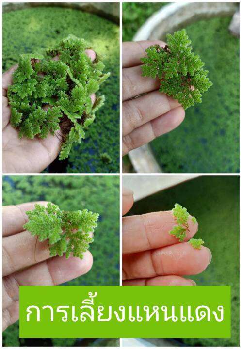แหนแดงเกษตร สายพันธุ์ อะซอลล่า ไมโครฟิลล่า (Azolla microphylla) ) | Lazada.co.th