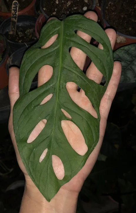 monstera lechleriana juvenile leaves live plant aroid plants | Lazada PH