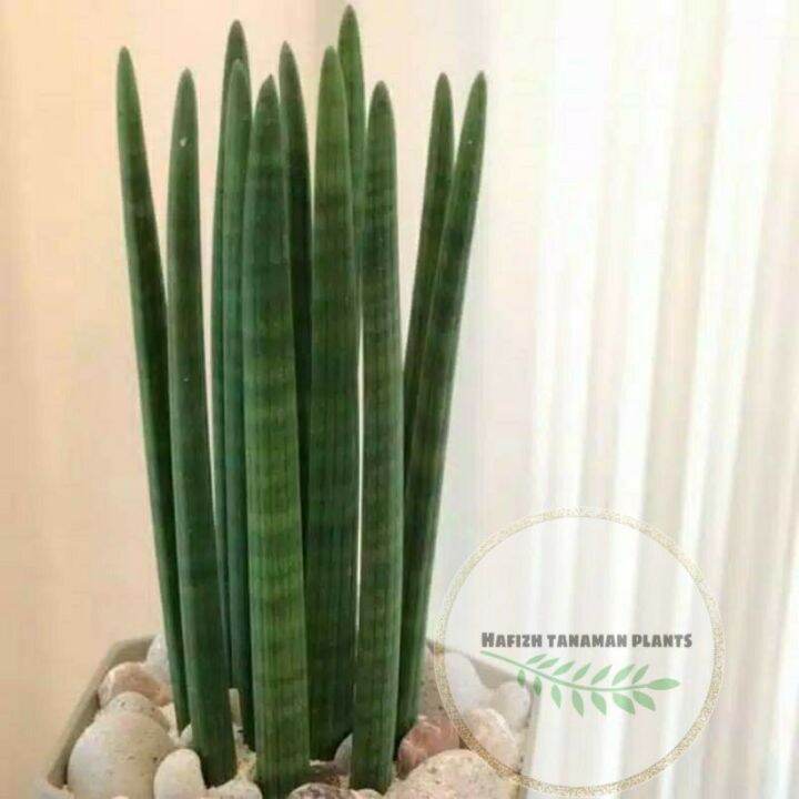 (BISA COD) Tanaman Hias Sansivera Tombak Atau Pencil - Tanama Hias ... (BISA COD) Tanaman Hias Sansivera Tombak Atau Pencil - Tanama Hias ...