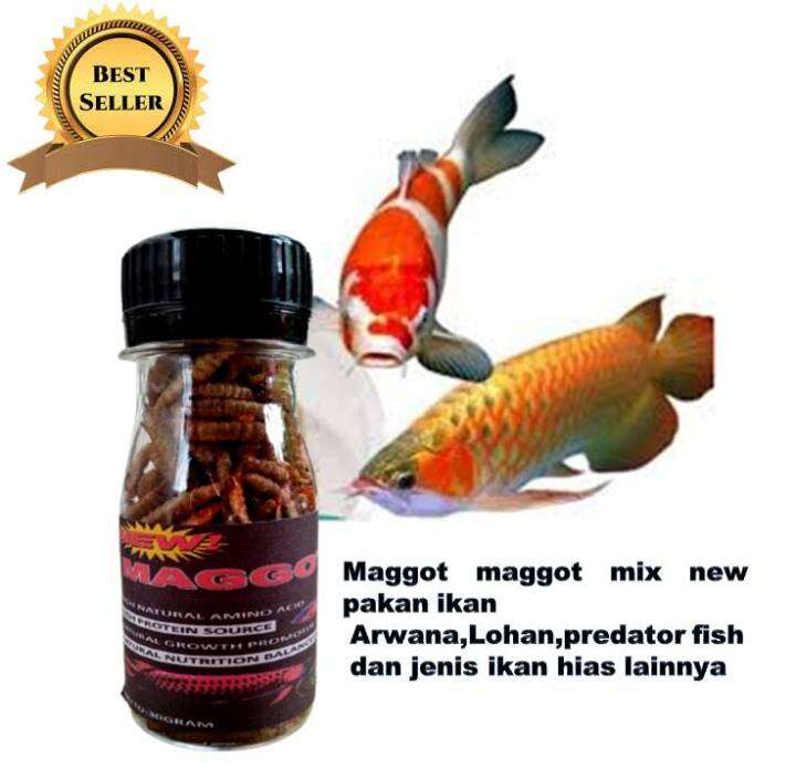 Maggot maggot mix new pakan ikan Arwana,Lohan,predator fish dan jenis ...