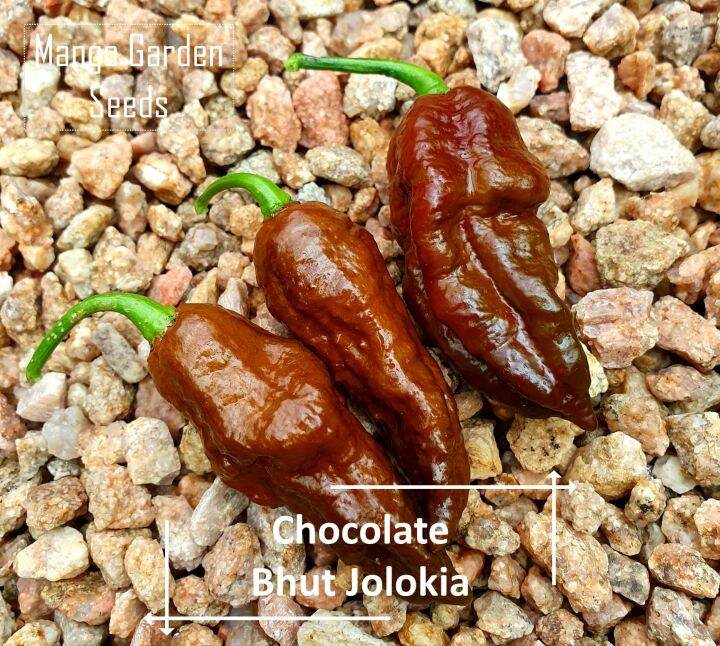 Chocolate Bhut Jolokia Ghost Pepper Seeds - 5 Seed *Pot Friendly* Tanam Pasu, Cili Coklat Panas ...