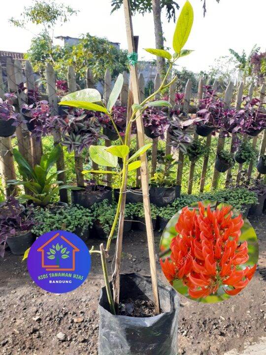 COD Bibit bunga kuku macan melati irian mucuna bennettii tanaman hias ...