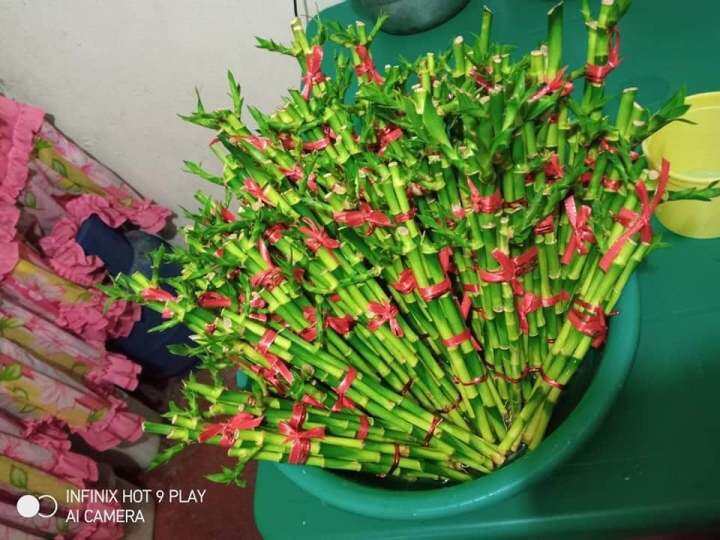 Uprooted Lucky Bamboo Stick with FREE plastic pot, and garden soil ...