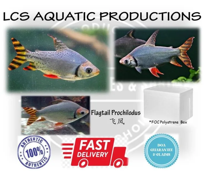 Ready Stock 4“/6"/9“ Red Tailed Prochilodus 红尾飞凤鱼 for aquarium | Lazada