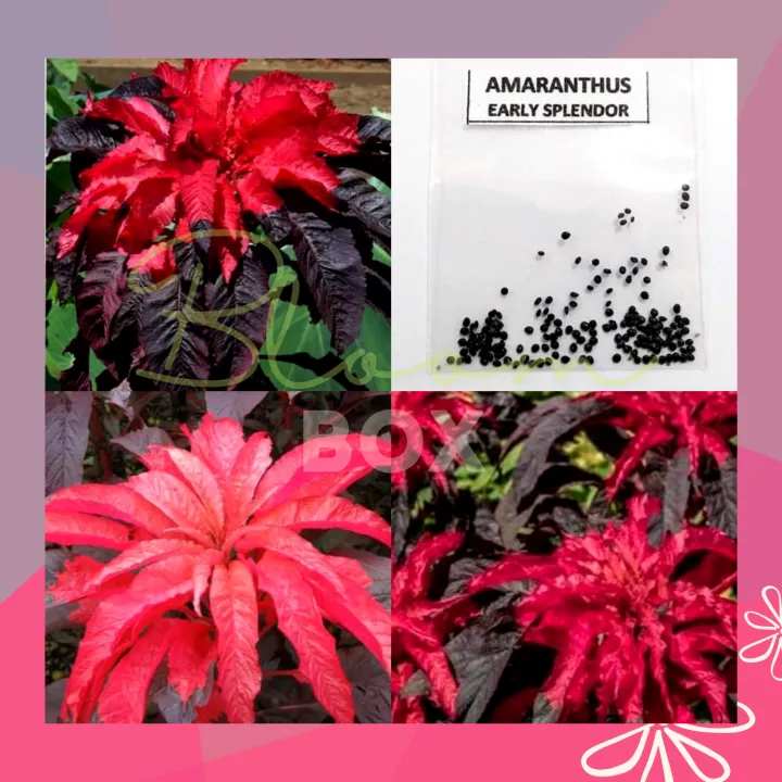 Amaranthus Early Splendor | Lazada PH