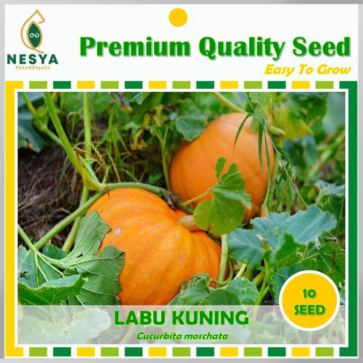 Benih Labu Kuning Benih Biji Buah Labu Kuning 10 biji Unggul ...