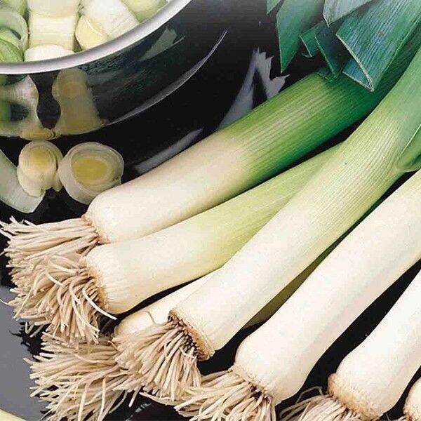 50 Seeds (buy 2 get 1 free) Newleek Kutsay Larger American Flag for ...