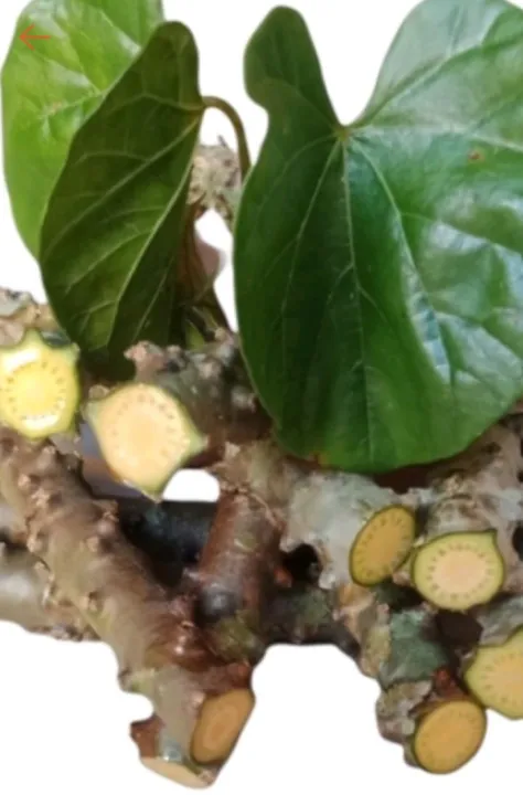 Makabuhay or Panyawan Herbal Medicine Plant 5 cuttings (Tinospora ...