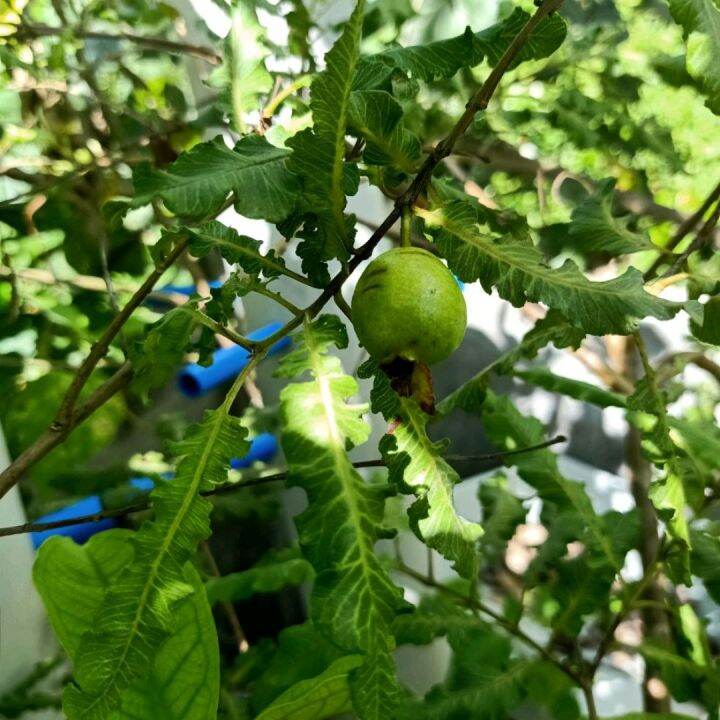 Feather Leaf Guava Plant seeds (Rare Guava Variety) | Lazada PH