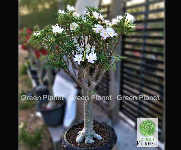 Adenium 富贵花 White Flower Japanese Giant 5/10 Seeds-Benih-种子. Imported ...