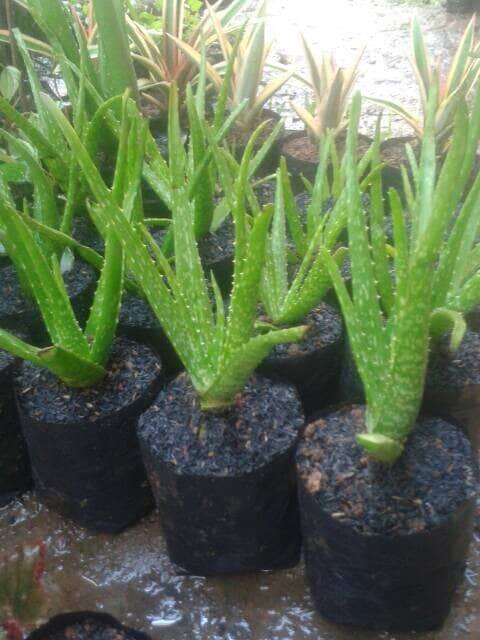 Jual Pohon Lidah Buaya Tanaman Herbal Lazada Indonesia
