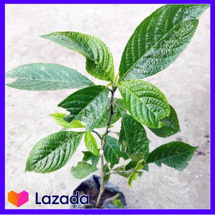 bibit pohon keji beling daun pecah beling | Lazada Indonesia