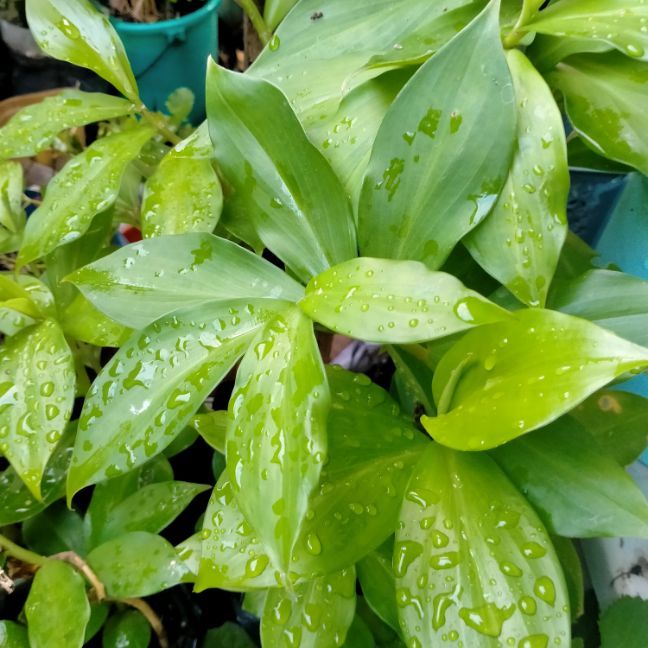 Insulin Plant Live Plant Lazada Ph