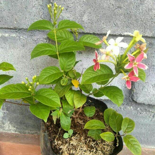 Tanaman hias melati belanda - Melati belanda - Tanaman rambat melati ...