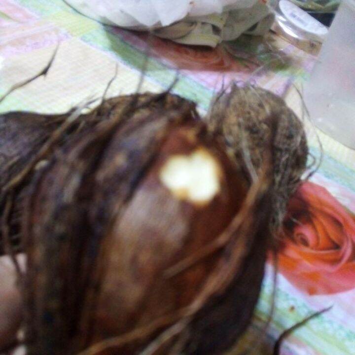 Bituon seedbituon seedsWholesome | Lazada PH