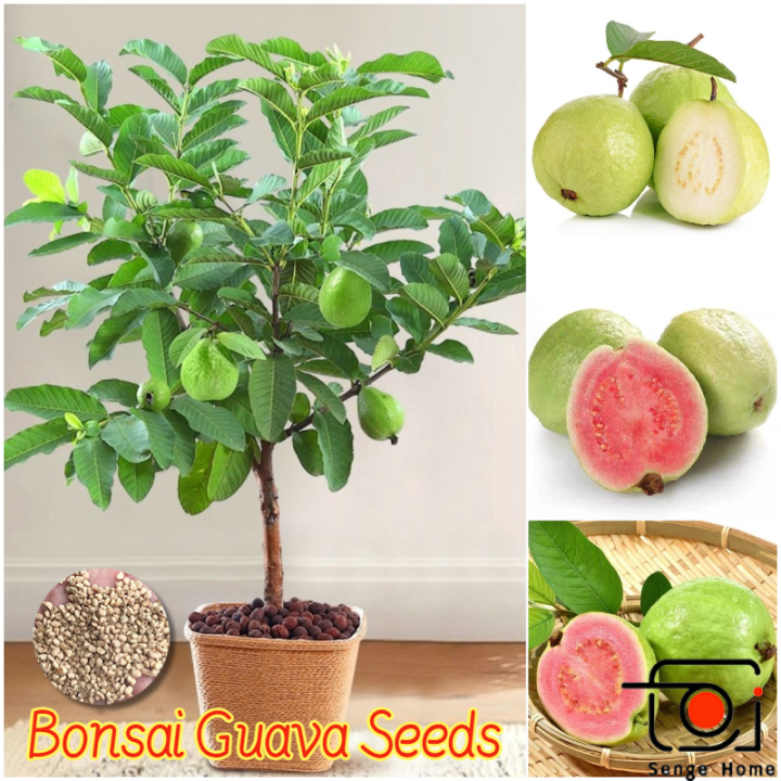 [Buy 1 take 1] 10pcs Bonsai Guava Seeds for Planting Vegetable Plants ...