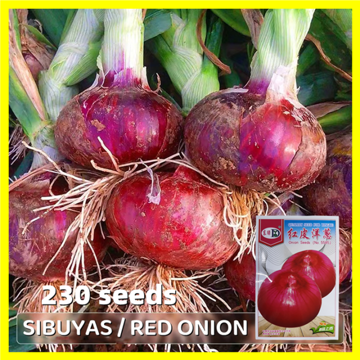 100% Fresh Red Hawk Onion Seeds for Planting Vegetables - 230 Seeds ...