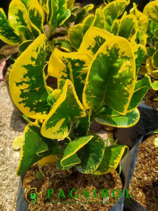 Crotons Yellow Dove (ESTABLISHED) | Lazada PH