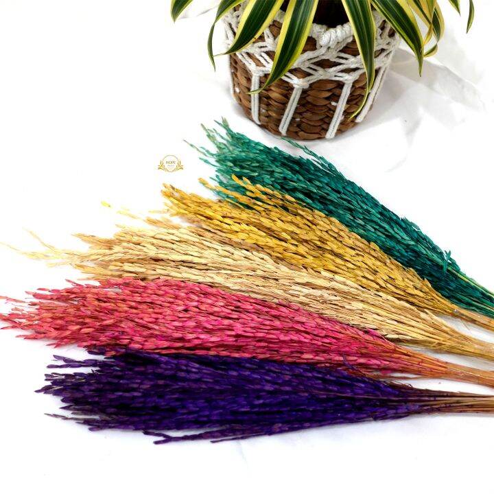 BUNGA PADI / DRIED PADI COCOK UNTUK HIASAN VAS BUNGA BUKET BUNGA VAS ...