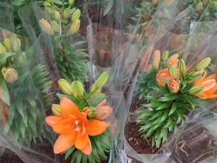 Stargazer Orange (Lily Plants) with FREE white plastic pot, pebbles and ...