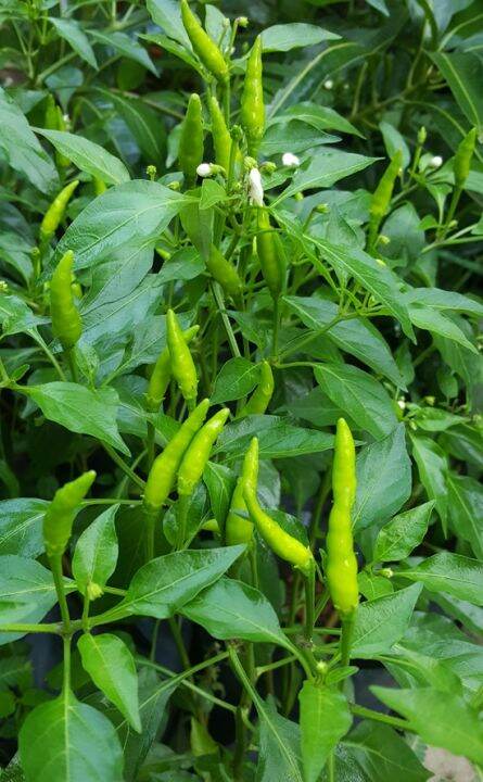 Pokok Cili Api Bara Jenis F1 HYBRID + Free Pot + Free 25g Baja Organik ...