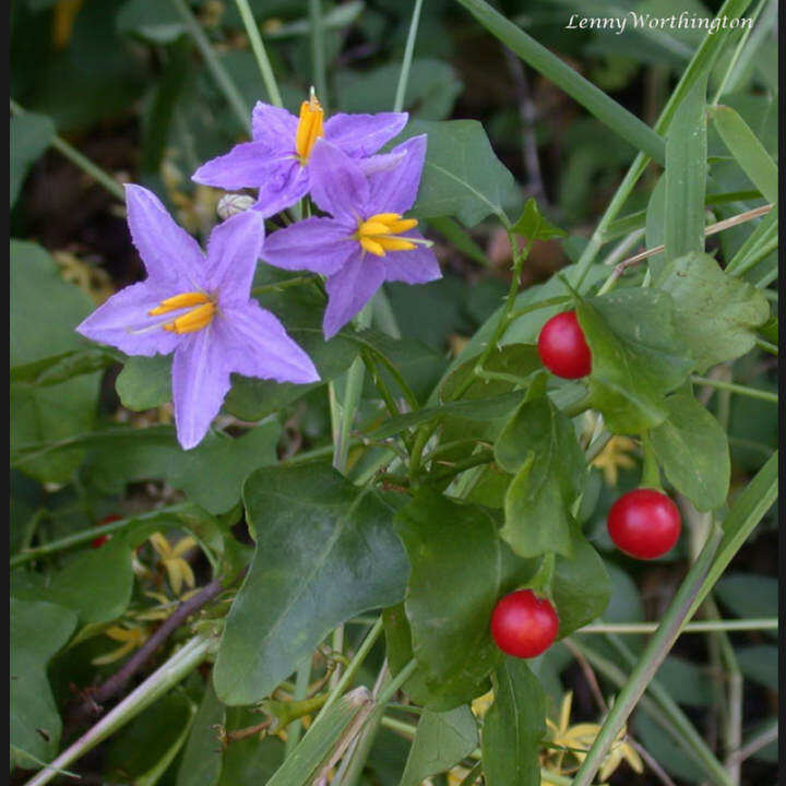 Thai Nightshade herba / powder (solanum trilobatum) thoothuvalai ...