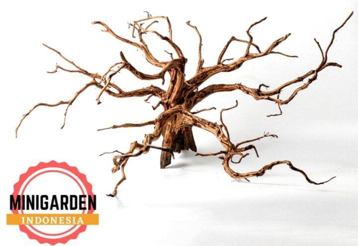 AKAR RASAMALA SIZE XTRA LARGE kayu rasamala hiasan aquascape aquarium ...