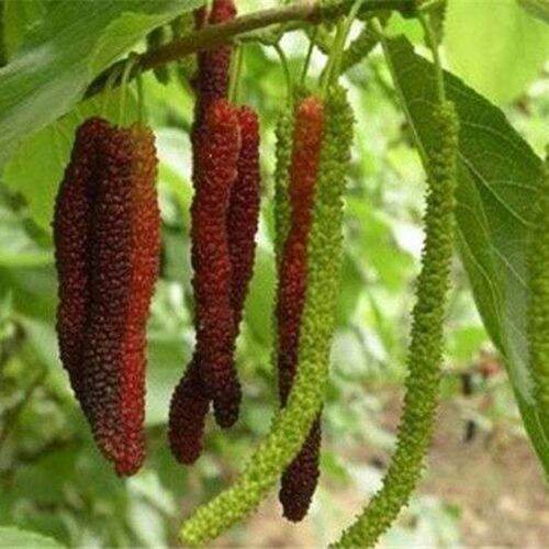 Mulberries Tree Seeds Fructus Mori Nutritious Home Garden Yard Fruit ...