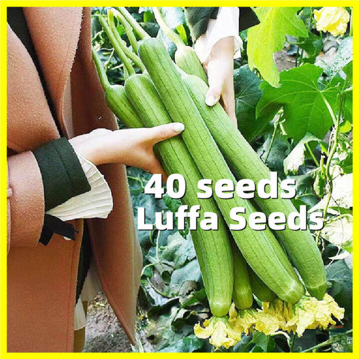 Long Luffa Seed - Speedy Variety Luffa Seeds for Planting Vegetables ...