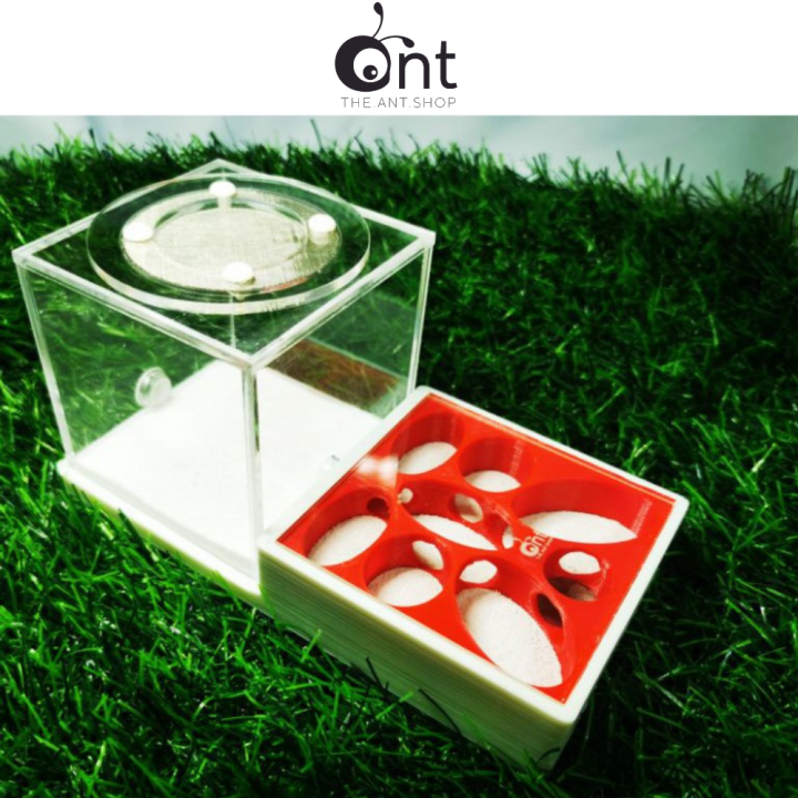 The Ant Shop - The Butterfly Formicarium - Ant Farm Ant Keeping Ant ...