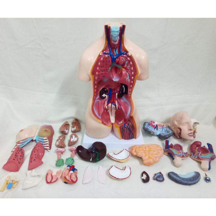 83CM 38Parts Life Size Unisex Human Torso Anatomy Model Heart Brain ...