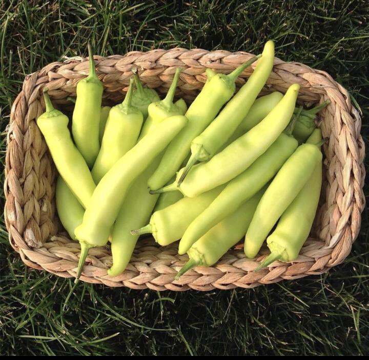20 Seeds of Hungarian Yellow Wax Chilli Pepper | Lazada