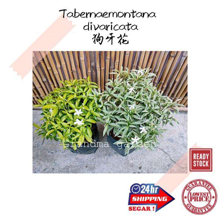 (GG real plant) tabernaemontana divaricata ^ bunga susun kelapa wangi ...