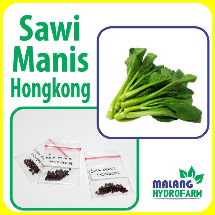 Benih Sawi Manis Hongkong Unggulan berkualitas biji bibit hydroponik ...