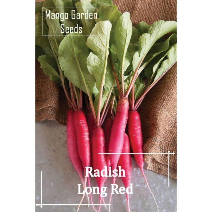 Long Red Radish Seeds *Pot Friendly* Tanam Pasu, Lobak Merah, Mini ...