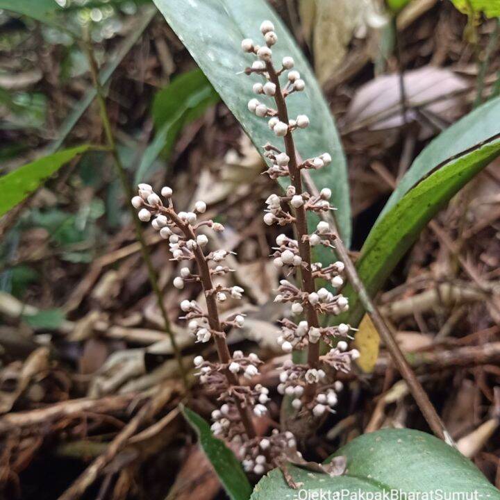 Tanaman Rumput Fatimah Kacip Fatimah Labisia Pumila Hutan Sumatera ...
