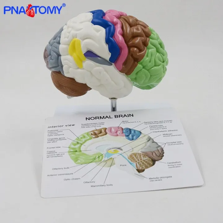 Human Half Brain Anatomy Model Life Size With Instruction Card And Base ...