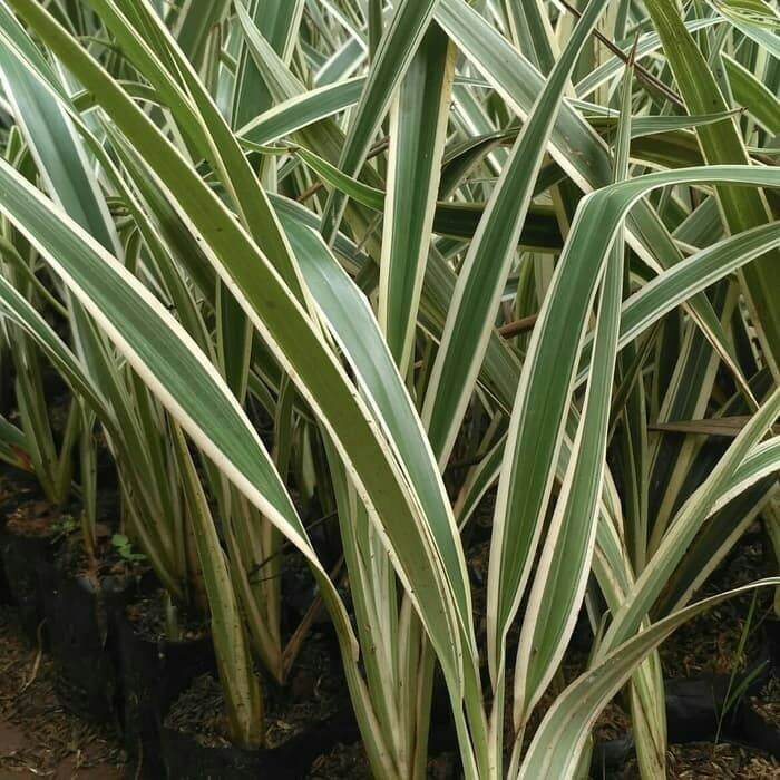 tanaman hias lili paris - lili brazil - daun besar | Lazada Indonesia