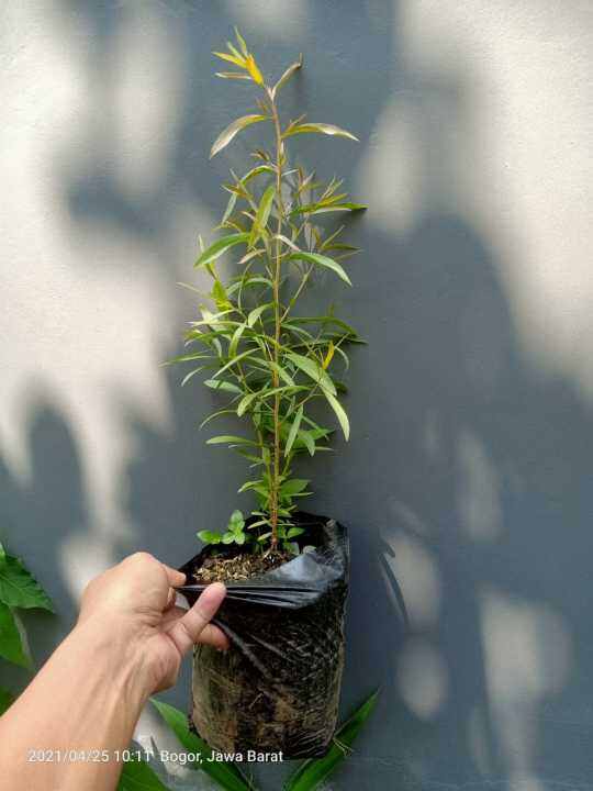 Bibit pohon kayu putih | Tanaman kayu putih | Minyak kayu putih ...