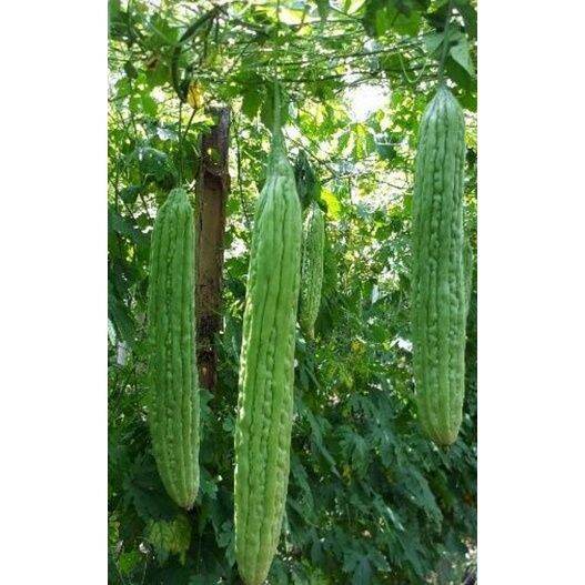 50 seeds per pack ampalaya / bitter gourd seeds - condor - plant ...