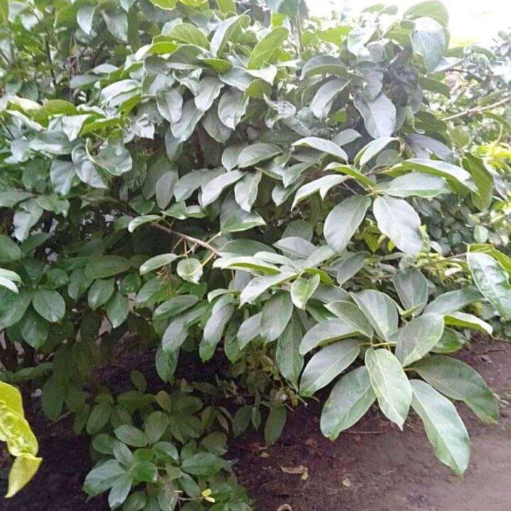 Bibit batang cincau paket 5 batang | Lazada Indonesia