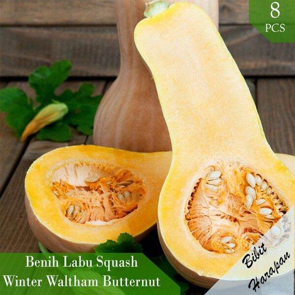 Benih Bibit Biji Labu Madu Winter Waltham Butternut benih Buah Import ...