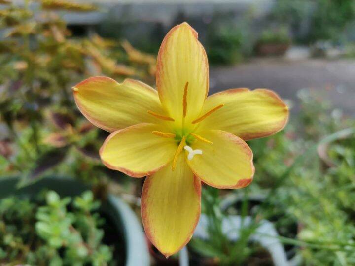 Rainlily- King Ransom (1 bulb) | Lazada