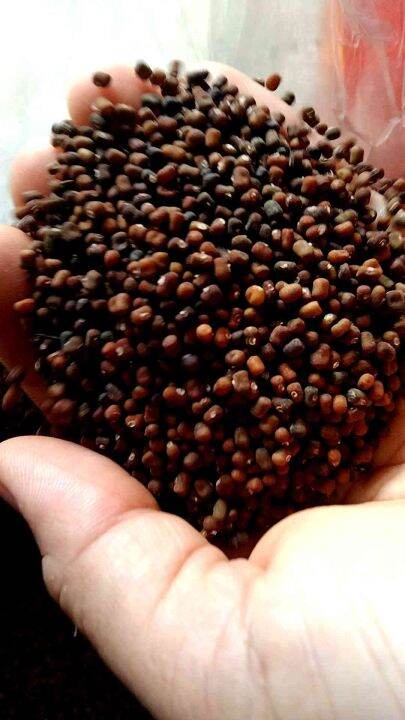 100 gram ( 1 ONS) BENIH KACANGAN PJ (Prueraria Javanica) persen tumbuh ...