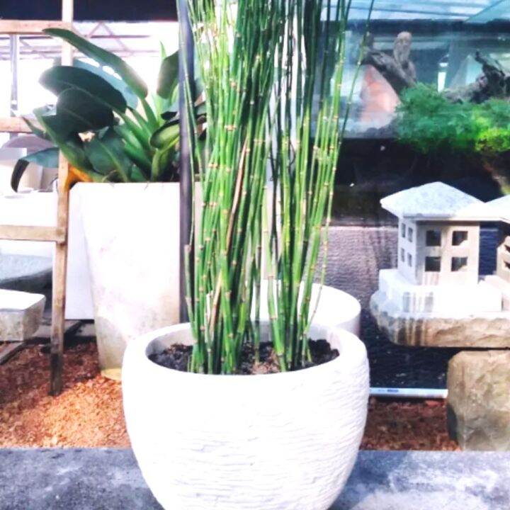 Tanaman Hias Bambu Air-bambu hoki-pohon bambu lidi | Lazada Indonesia