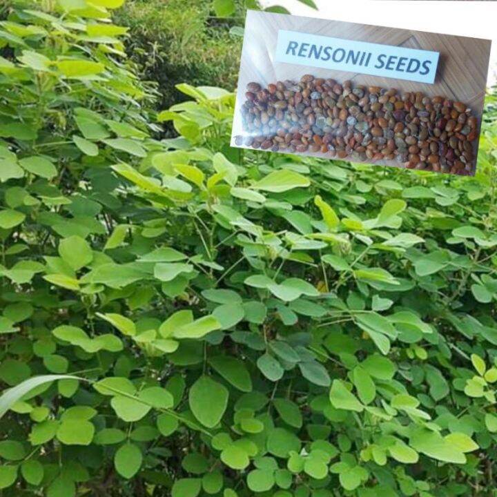 Rensonii Forage Grass buy one get one free，50 seeds (not plants ...