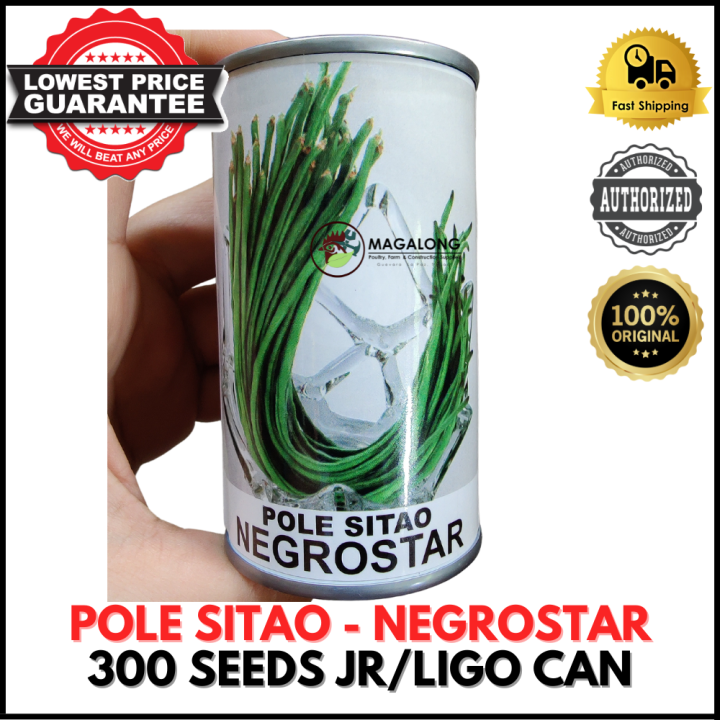 CONDOR SEEDS - POLE SITAO / SITAW SEEDS - NEGROSTAR 300 Seeds - JR CAN ...